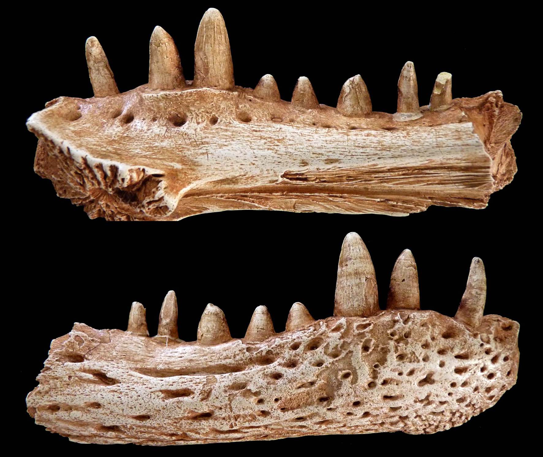 Museo Virtual de Paleontología Universidad de Huelva